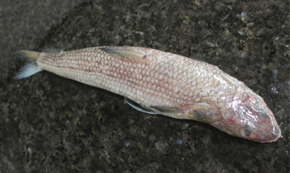 Ulka Seafoods Pvt. Ltd.