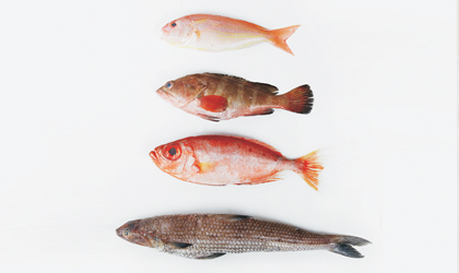 Ulka Seafoods Pvt. Ltd.