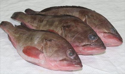 Ulka Seafoods Pvt. Ltd.